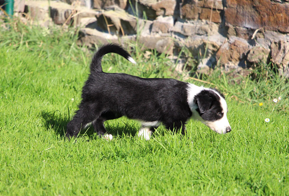 Typical merle?! - Anna Laukner