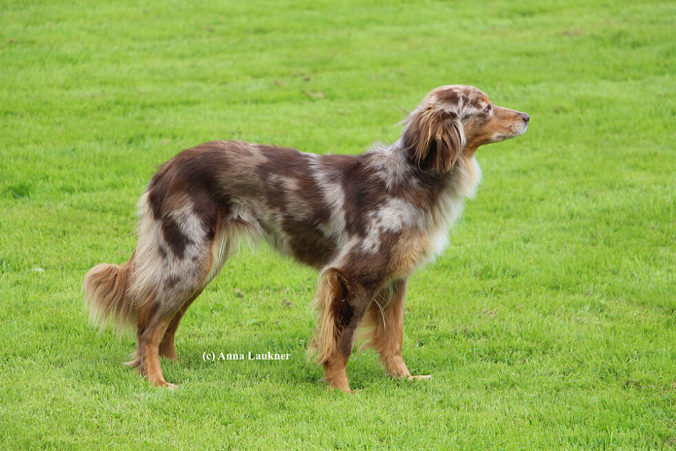 Typical merle?! - Anna Laukner