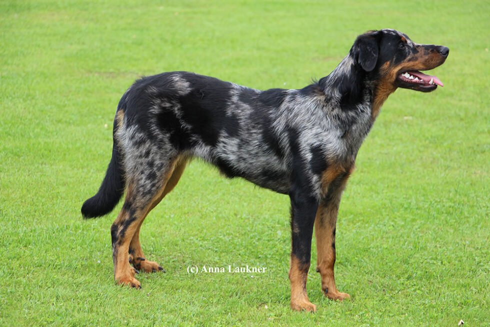 Typical merle?! - Anna Laukner